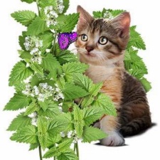Jual Biji Benih Bibit Tanaman Herbal CATNIP Catmint Nepeta Cataria ...