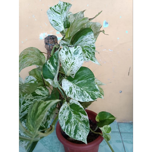 Jual Sirih Marble Queen (stek batang) | Shopee Indonesia