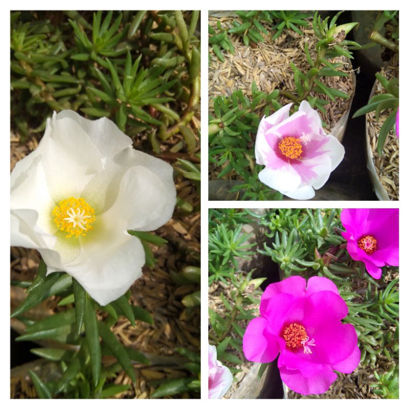 Jual PAKET BUNGA SUTRA BOMBAY 3 WARNA | Shopee Indonesia