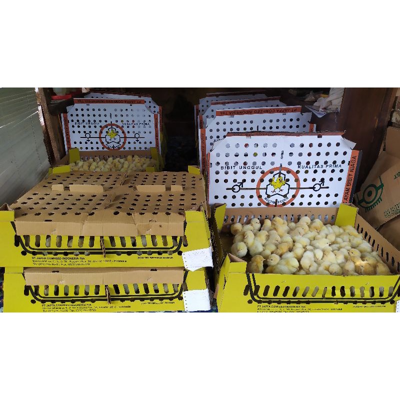 Jual ANAK AYAM NEGERI PEJANTAN 1 BOX ISI 102 EKOR HARGA GROSIR TERMURAH ...