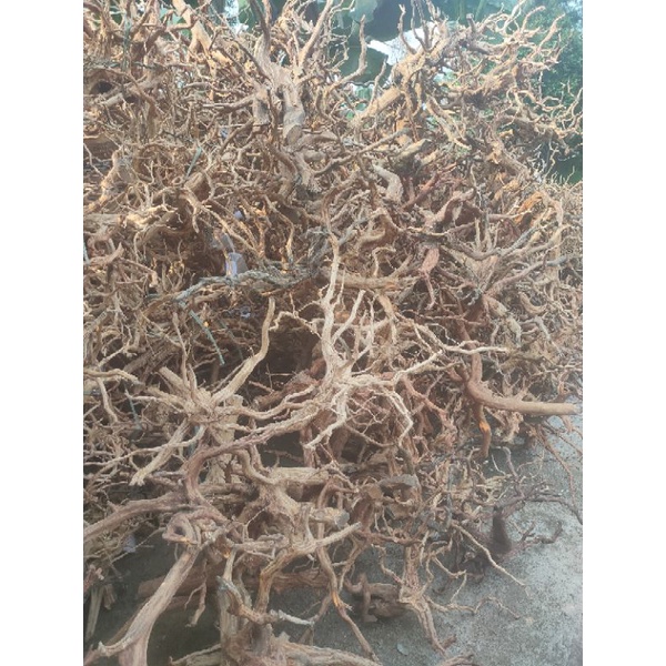 Jual akar Rasamala aquascape | Shopee Indonesia