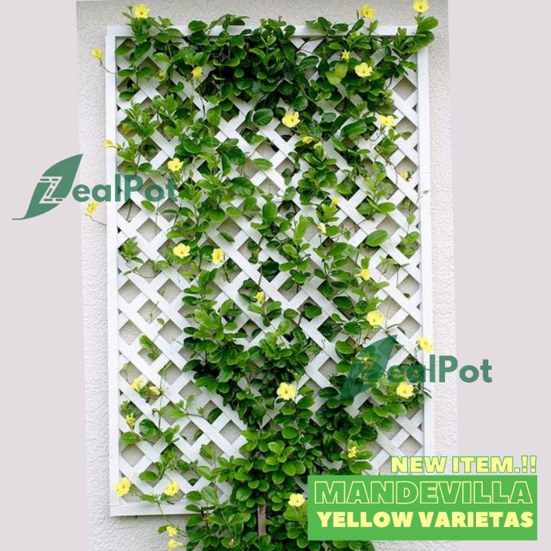 Jual Tanaman Hias Rambat Mandevilla Kuning - Yellow Mandevilla | Shopee ...