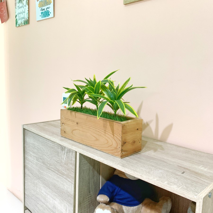 Jual Planter Box Mini Tanaman Artificial (Song Of India) | Shopee Indonesia