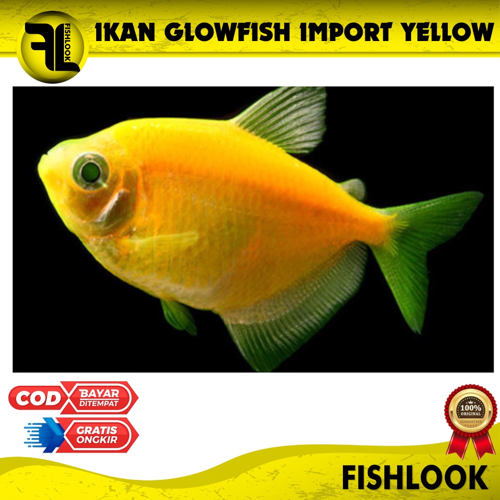 Jual Glo fish tetra import ikan hias aquarium aquascape HARGA MURAH ...