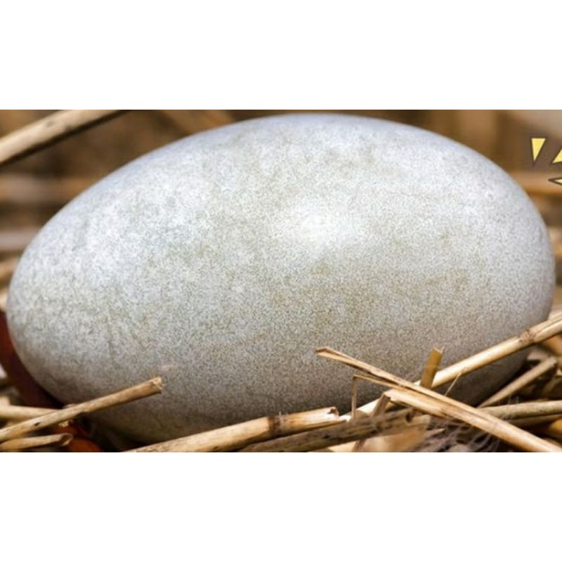 Jual Telur Angsa Gagal Tetas ( Tembuhuk atau Tembeurek ) | Shopee Indonesia