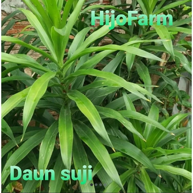 Jual Daun Suji Segar 100 Gr | Shopee Indonesia