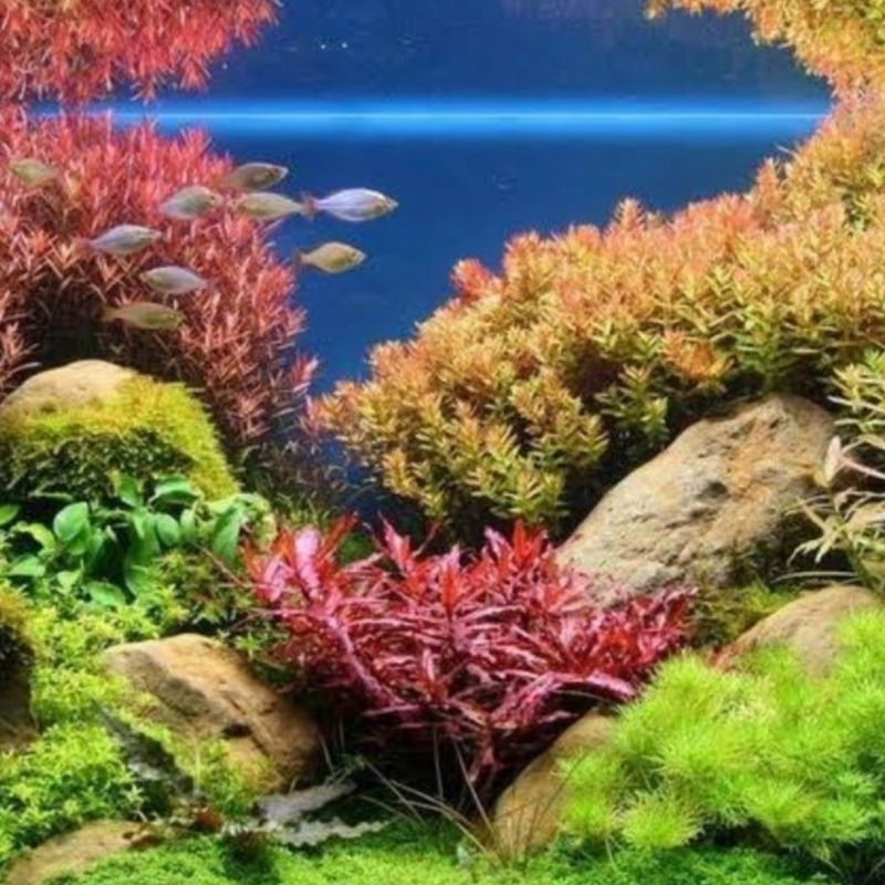 Jual PAKET TANAMAN AQUASCAPE DUTCH STYLE TANAMAN AQUASCAPE | Shopee ... Jual PAKET TANAMAN AQUASCAPE DUTCH STYLE TANAMAN AQUASCAPE | Shopee ...