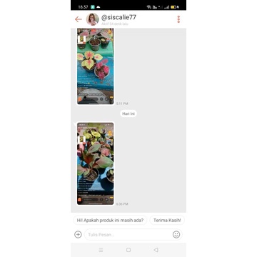 Jual tanaman bunga caladium vincen dan mangkok kuning | Shopee Indonesia