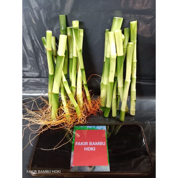 Jual BATANG BAMBU HOKI PENDEK MINI BERAKAR | Shopee Indonesia