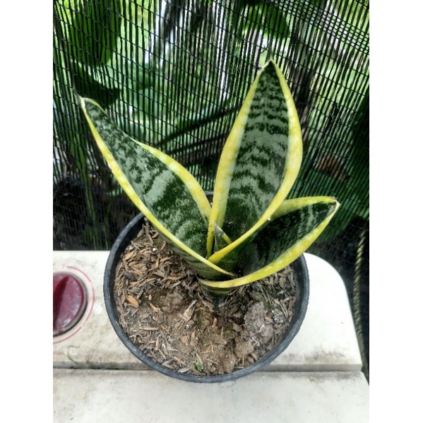 Jual sansivera mini murah | Shopee Indonesia