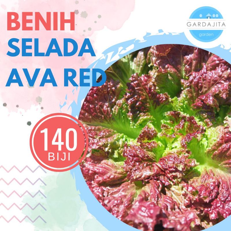 Jual SELADA MERAH [isi-140] - Benih Ava Red Biji Sayur | Shopee Indonesia