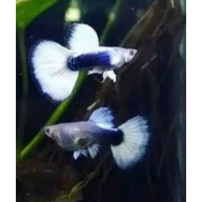 Jual Ikan hias Guppy HB white sepasang | Shopee Indonesia