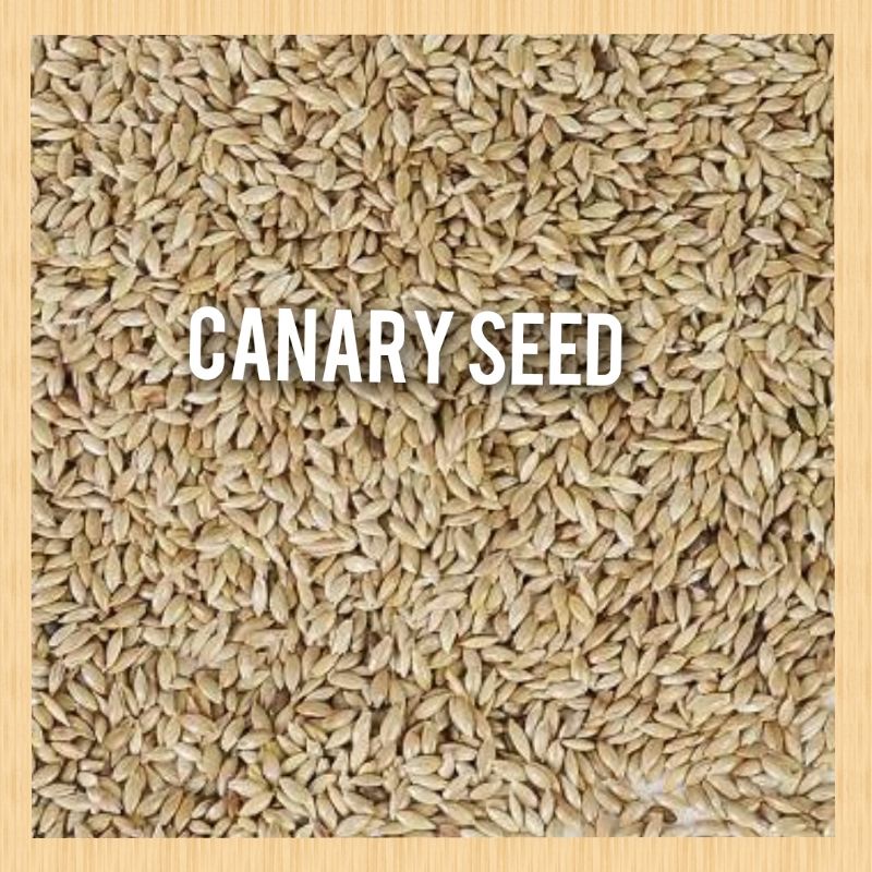 Jual canary seed 1kg kenari seed 1kg | Shopee Indonesia