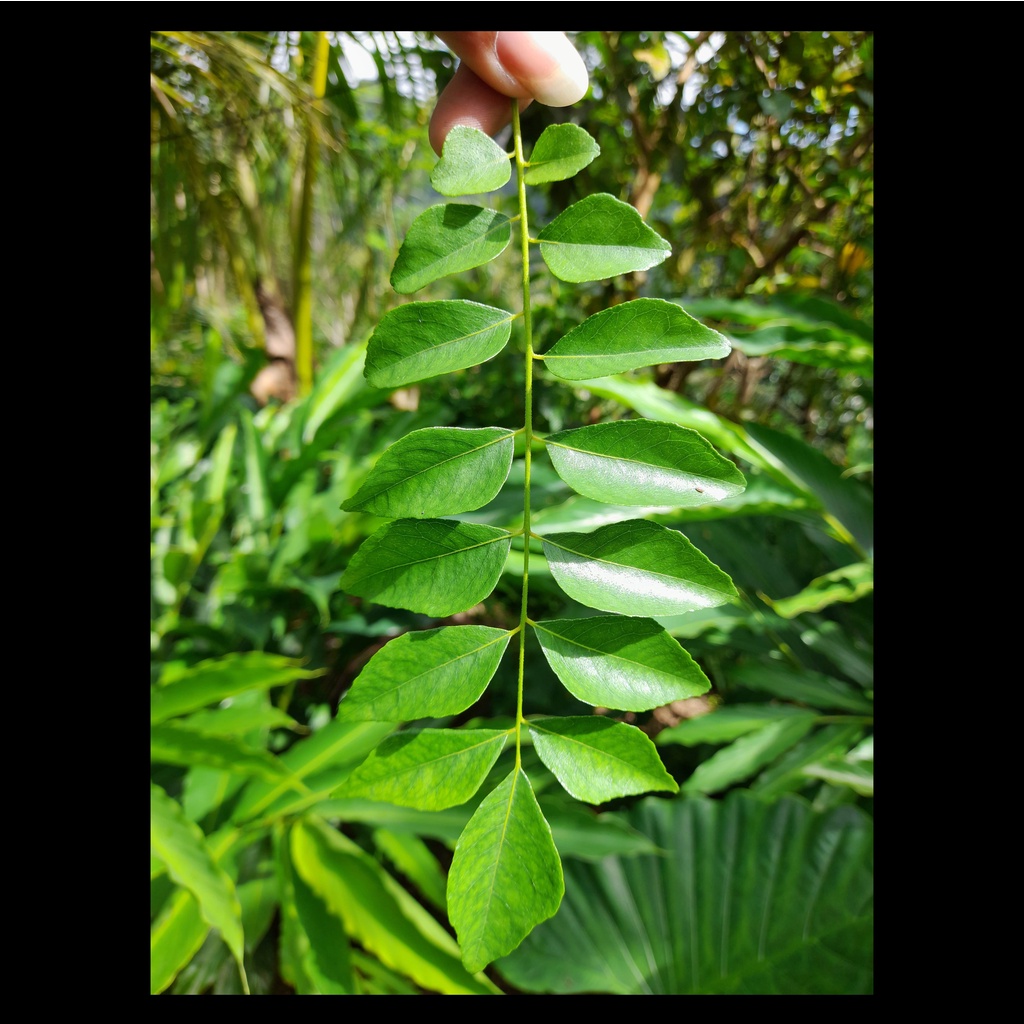 Jual Daun Kari | Daun Salam Koja Kering 100 gram | Shopee Indonesia