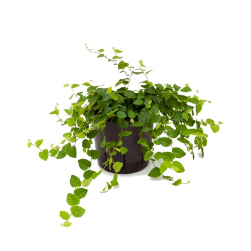 Jual tanaman hias outdour dolar rambat daun kecil[ficus fumila repens ...