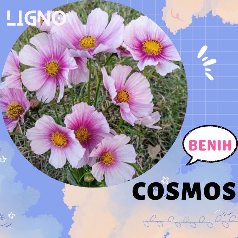 Jual COSMOS DAYDREAM (isi-7) - Benih Biji Bunga | Shopee Indonesia