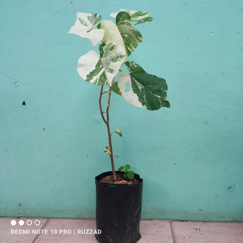 Jual waru varigata | Shopee Indonesia