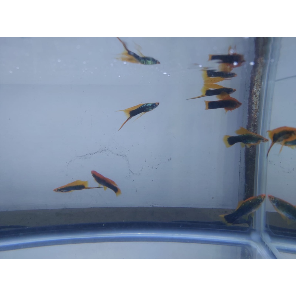Jual Ikan Pedang Swordtails Bloodred Hellery Hamburg Mix | Shopee Indonesia