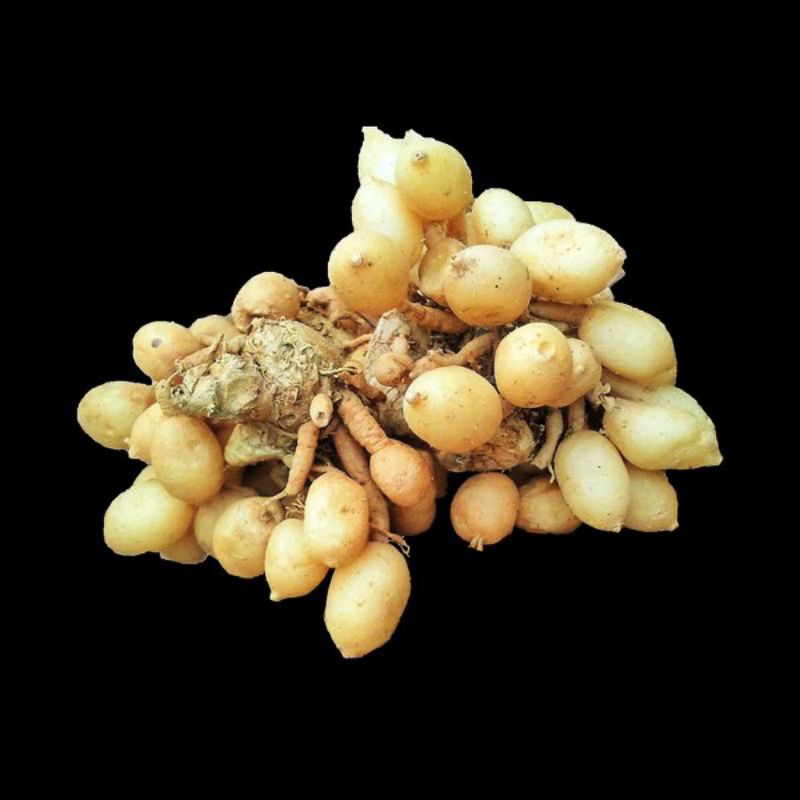 Jual Kunci pepet/temu pepet 1Kg | Shopee Indonesia