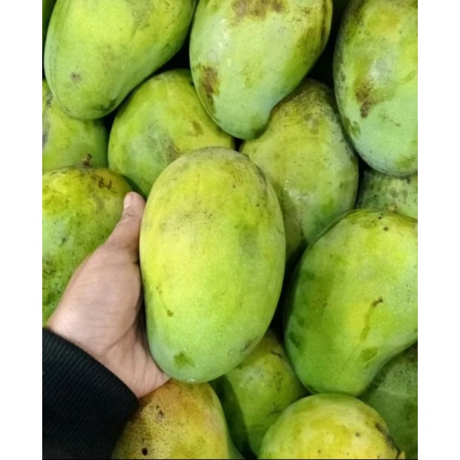 Jual Mangga Muda Fresh 1Kg | Shopee Indonesia