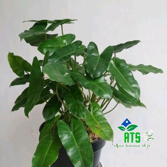 Jual tanaman hias philo brekele - philodendron burlemarx hijau | Shopee ...