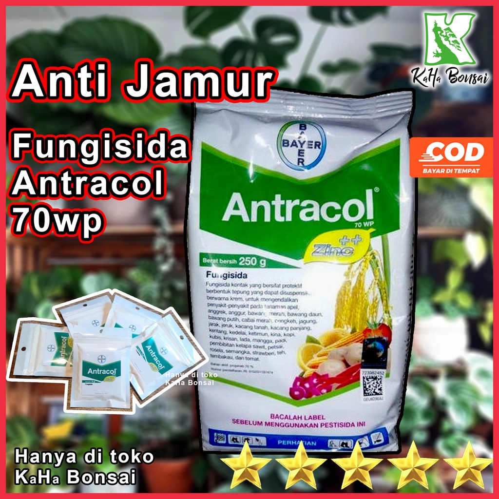 Jual Obat Anti Jamur Tanaman Fungisida Antracol 70 WP Zinc Pupuk Anti ...