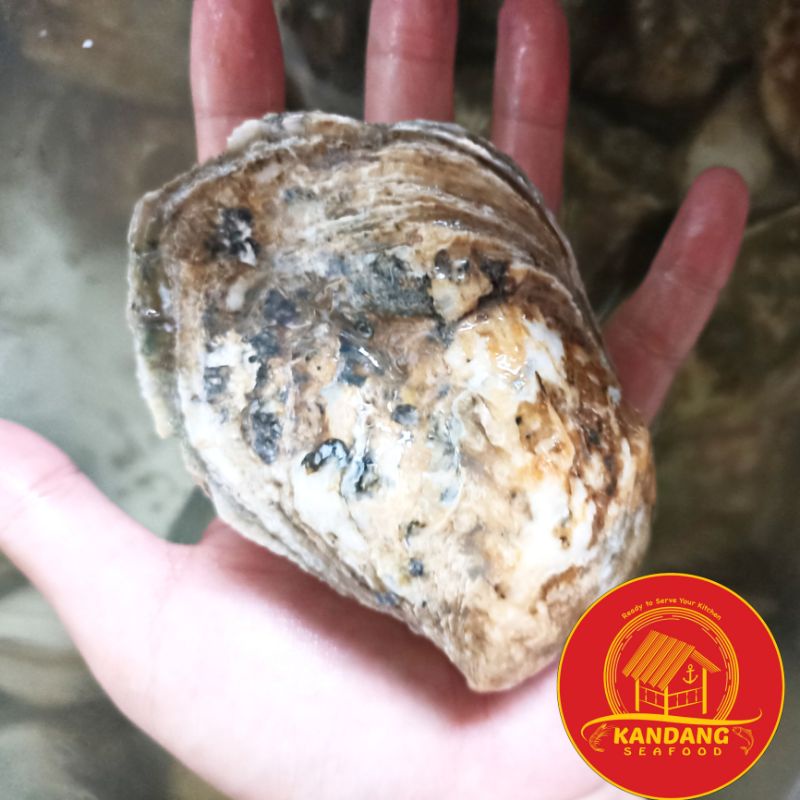 Jual Kerang Tiram Oyster Hidup Live Segar 1 Kg Ecer | Shopee Indonesia