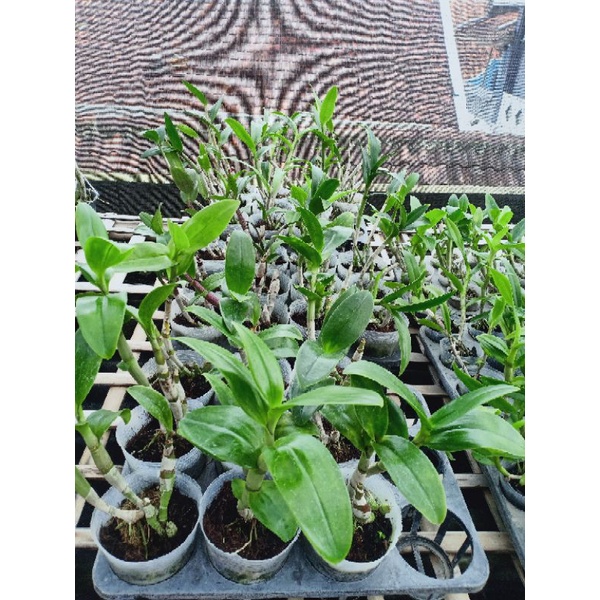 Jual Dendrobium Bulat Dewasa | Shopee Indonesia