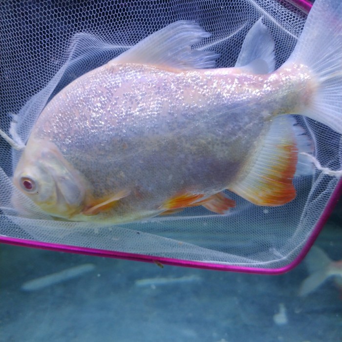 Jual Ikan Pacu Albino Tank Mate Penghias Aquarium Aquascape Gojek Only ...
