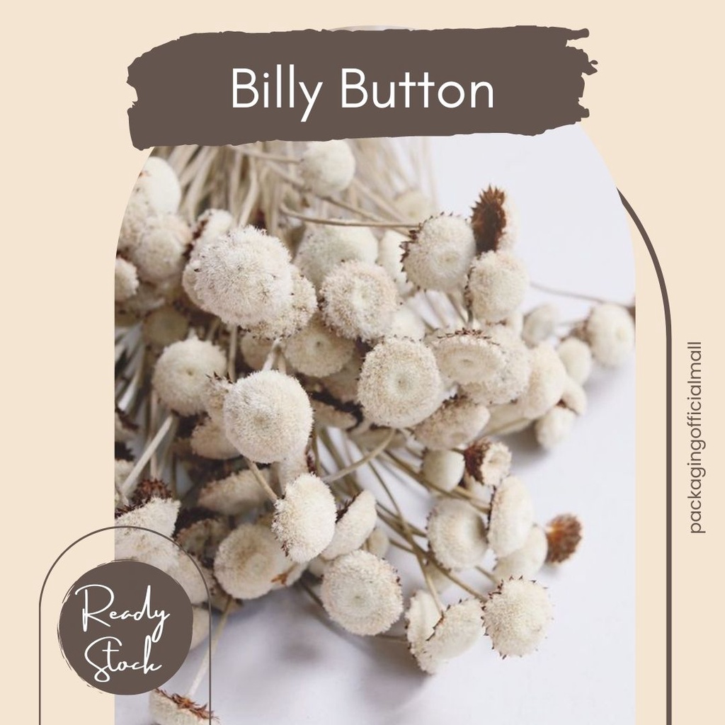 Jual BILLY BUTTON / KEPALA BUNGA PALSU / BUNGA BUKET / BUNGA KERING ...
