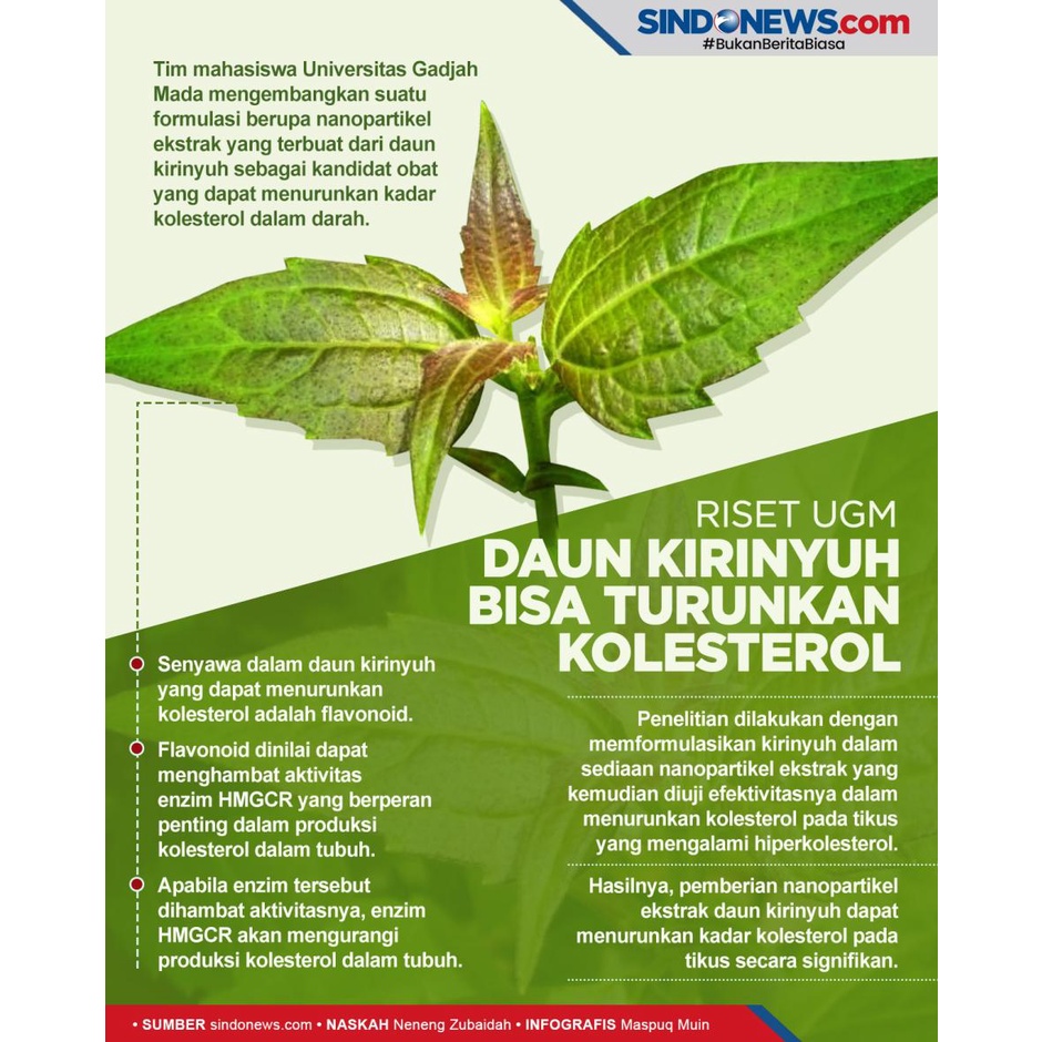 Jual herbal daun kirinyuh segar (Chromolaena odorata L.) 1 kg | Shopee ...