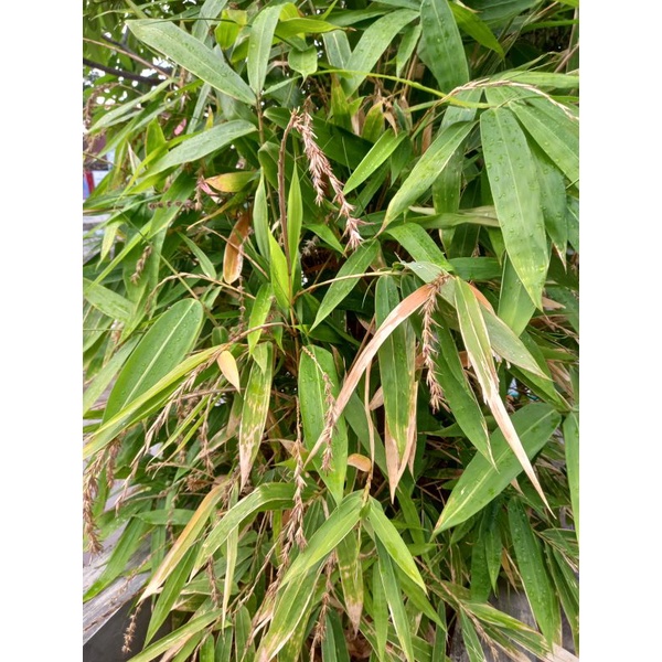 Jual BUNGA BAMBU KUNING / KEMBANG PRING KUNING | Shopee Indonesia