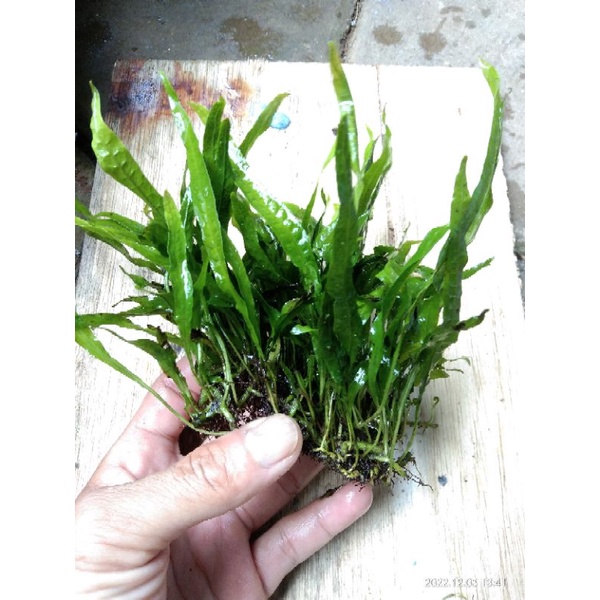 Jual tanaman air kadaka java fern kadaka windelof low co2 tanaman ...