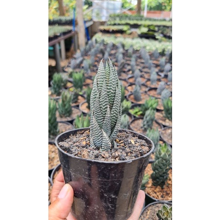 Jual Sukulen Haworthia Fasciata (Tanaman Zebra) | Shopee Indonesia