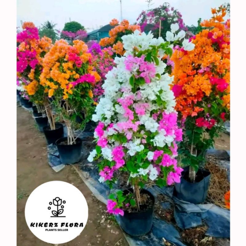 Jual Promo!!!12.12Tanaman hias bugenvil bunga varian - bunga tumpuk ...