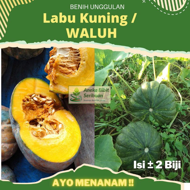 Jual 2 Biji - Benih labu Waluh F1 dari Bintang Asia | Shopee Indonesia