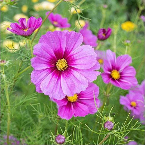 Jual Benih Biji Bunga Kenikir - Cosmos Radiance Beauty Flower (Cosmos ...