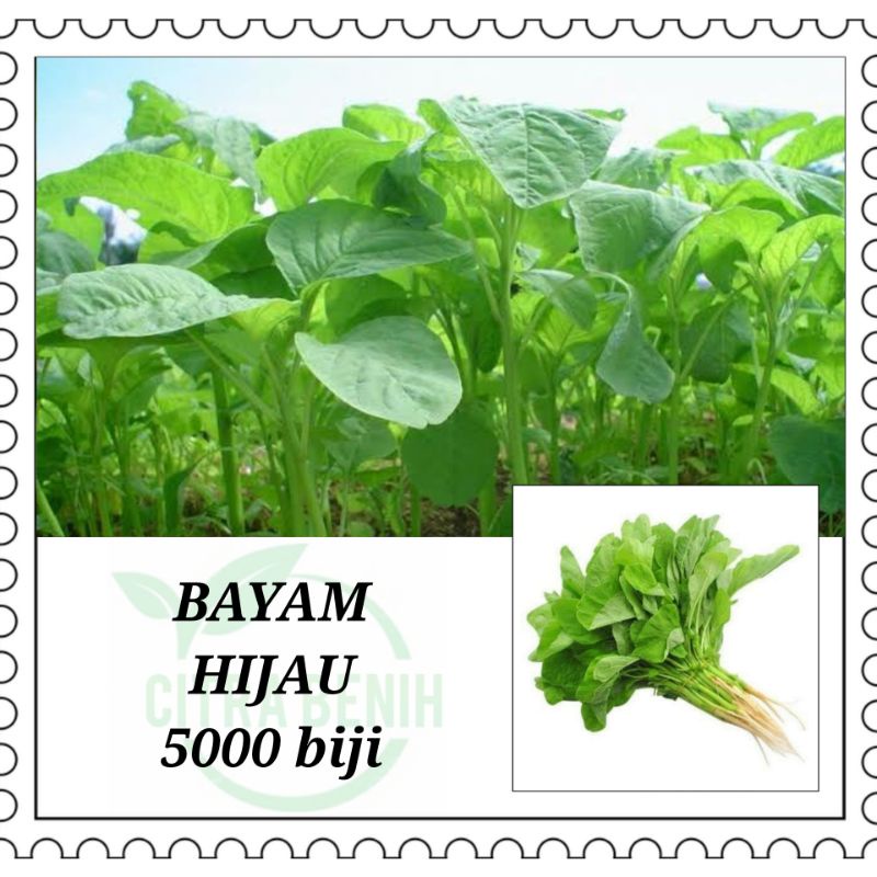 Jual 5000 Biji - Benih Bayam Hijau BENUA, Bibit sayuran bayam hijau ...