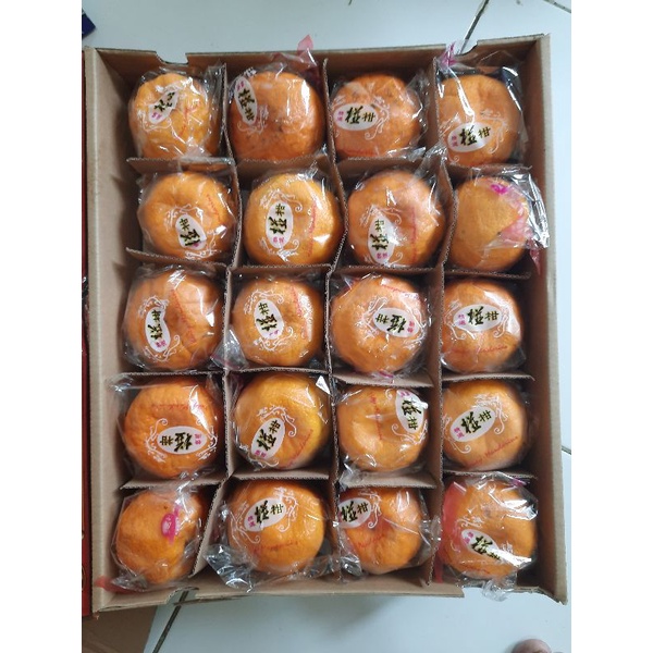 Jual jeruk mandarin ponkam edisi imlek /1 dus | Shopee Indonesia