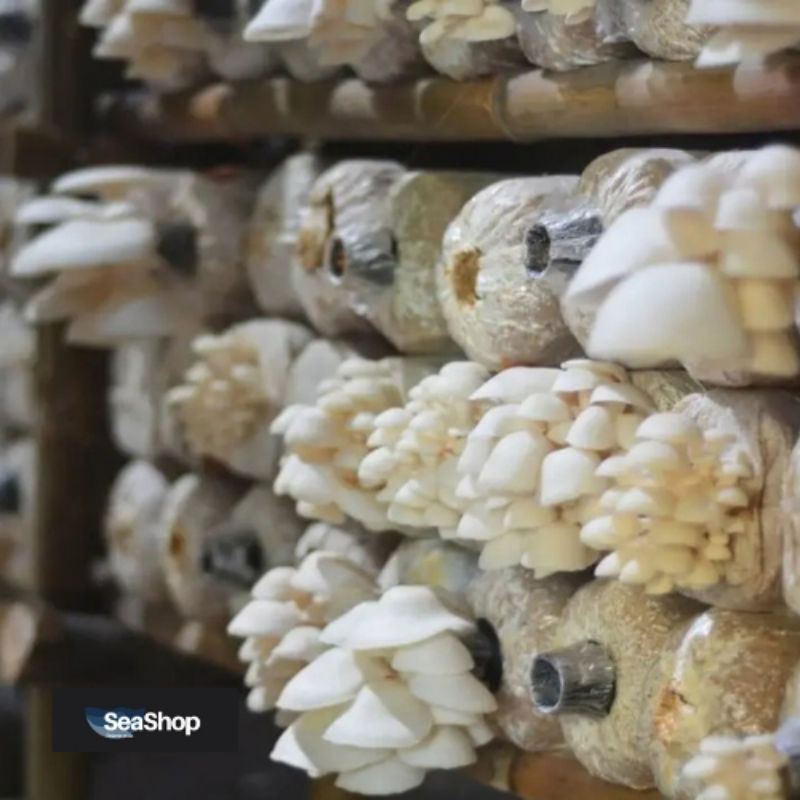 Jual BAGLOG (FULL MISSELIUM) TIRAM PUTIH KUALITAS//media tumbuh PANEN ...