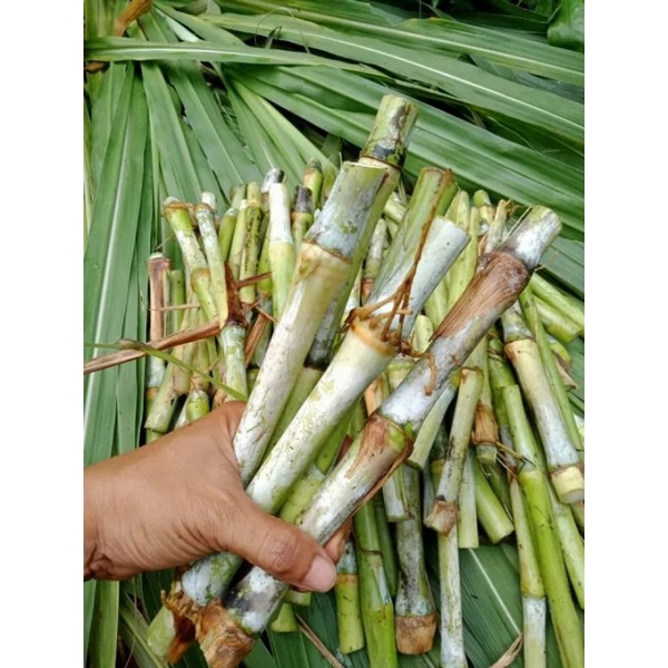 Jual Bibit Rumput Biograss dari BB Biogen Asli | Shopee Indonesia