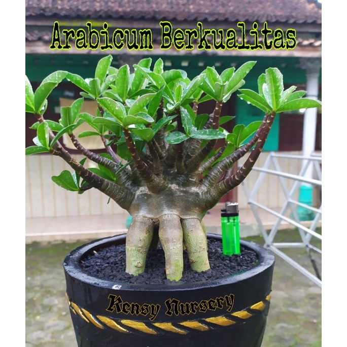 Jual Adenium Jumbo Arabicum Jumbo Bonsai Adenium Shopee Indonesia