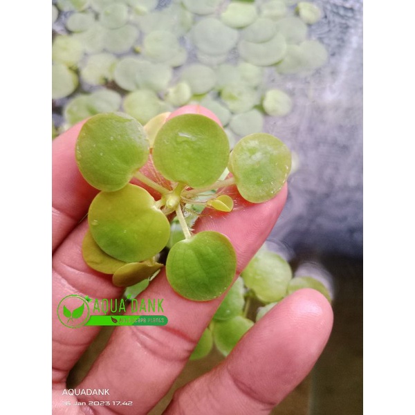 Jual tanaman aquascape Amazon Frogbit | Shopee Indonesia