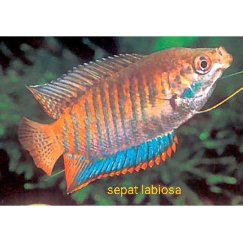 Jual ikan hias sepat hias /Dwarf gourami ( aneka sepat) | Shopee Indonesia