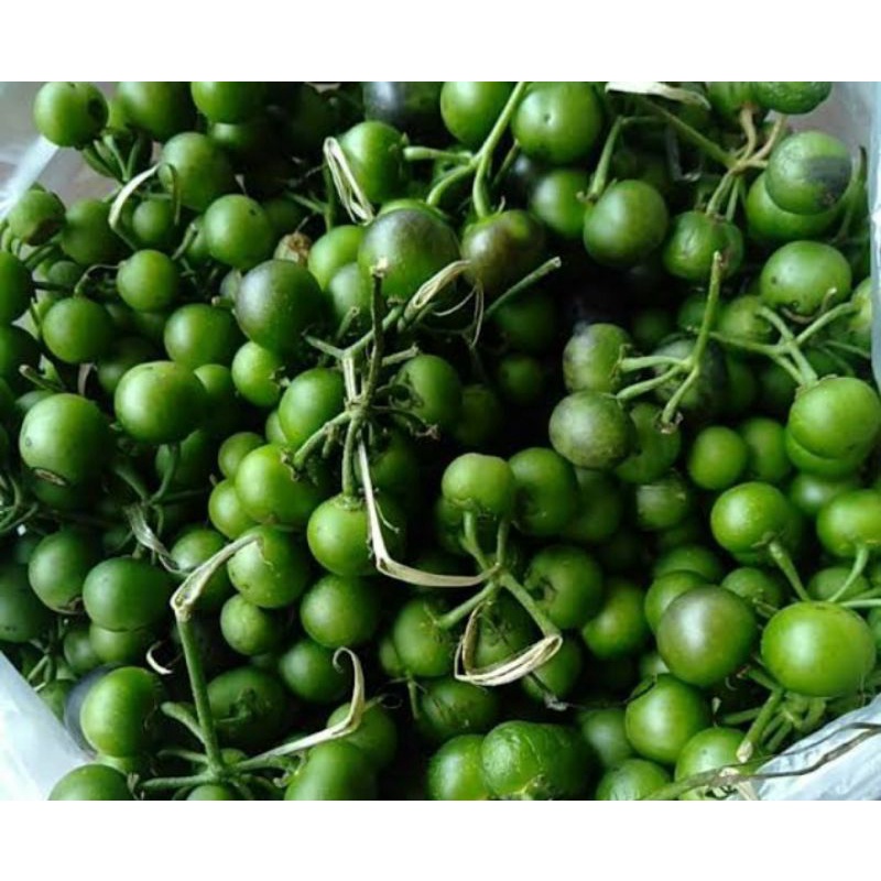 Jual cibiru - leunca per bungkus | Shopee Indonesia