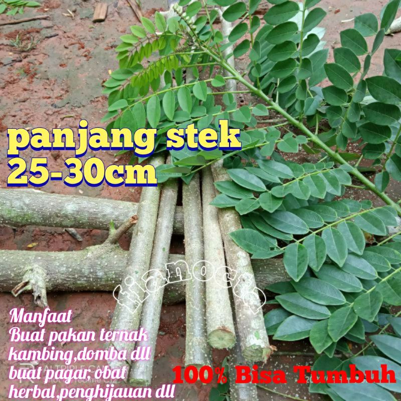 Jual Bibit Gamal / Benih Klereside Per Stek Fres Siap Tanam | Shopee ...