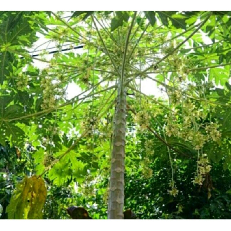 Jual batang pepaya gantun mini berakar | Shopee Indonesia