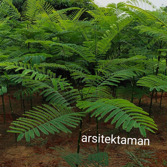 Jual pohon pakis brazil solodium 2 meter - schizolobium Parahyba ...