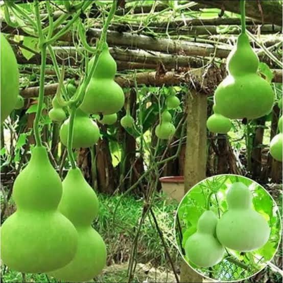 Jual [Bibit] Bibit /Benih /Seed Labu Botol Bottle Gourd Make Your Own ...