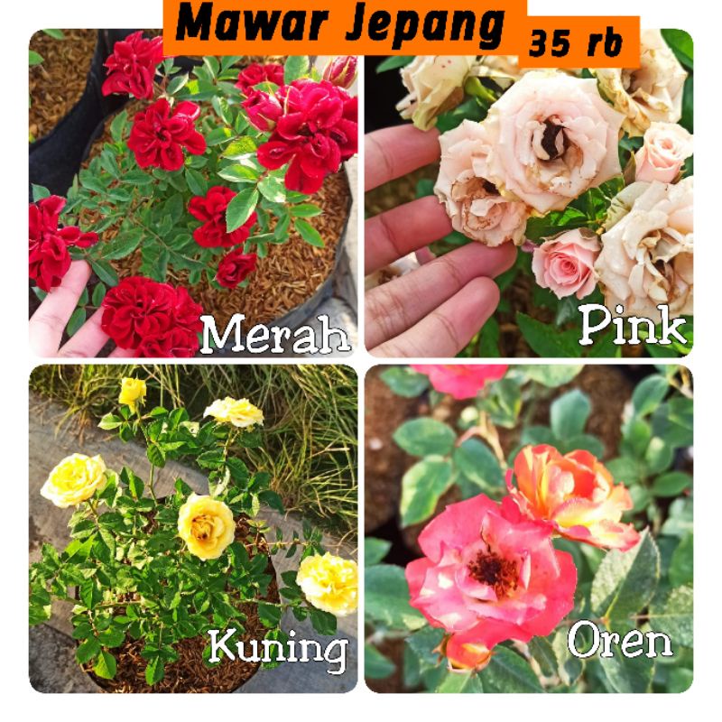 Jual Mawar Jepang Merah, Kuning, Oren, Pink Kondisi Dewasa Bunga ...